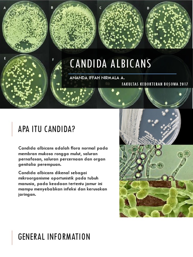 Candida Albicans Mikrobiologi | PDF