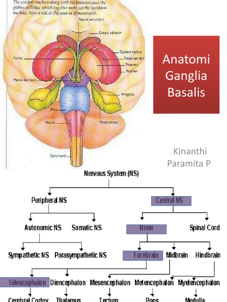 Anatomi dan Fungsi Ganglia Basalis | PDF