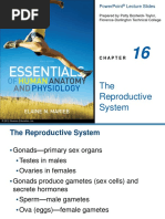 Reproductive System Chapter 16 Key Answer | PDF