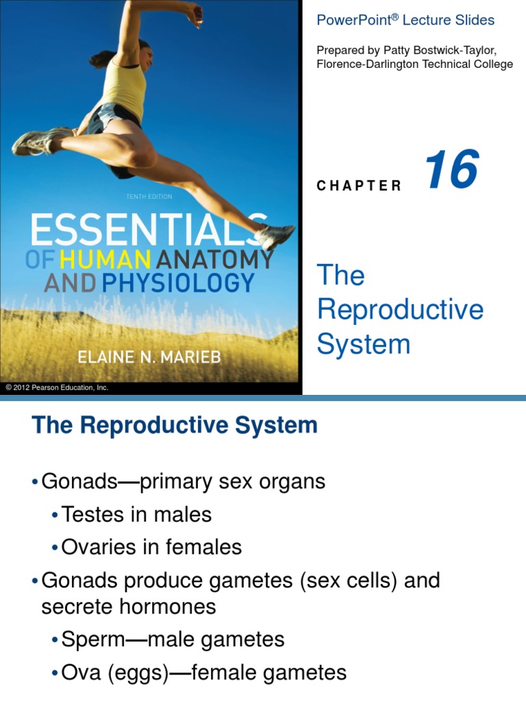 The Reproductive System: Powerpoint Lecture Slides | PDF | Uterus ...