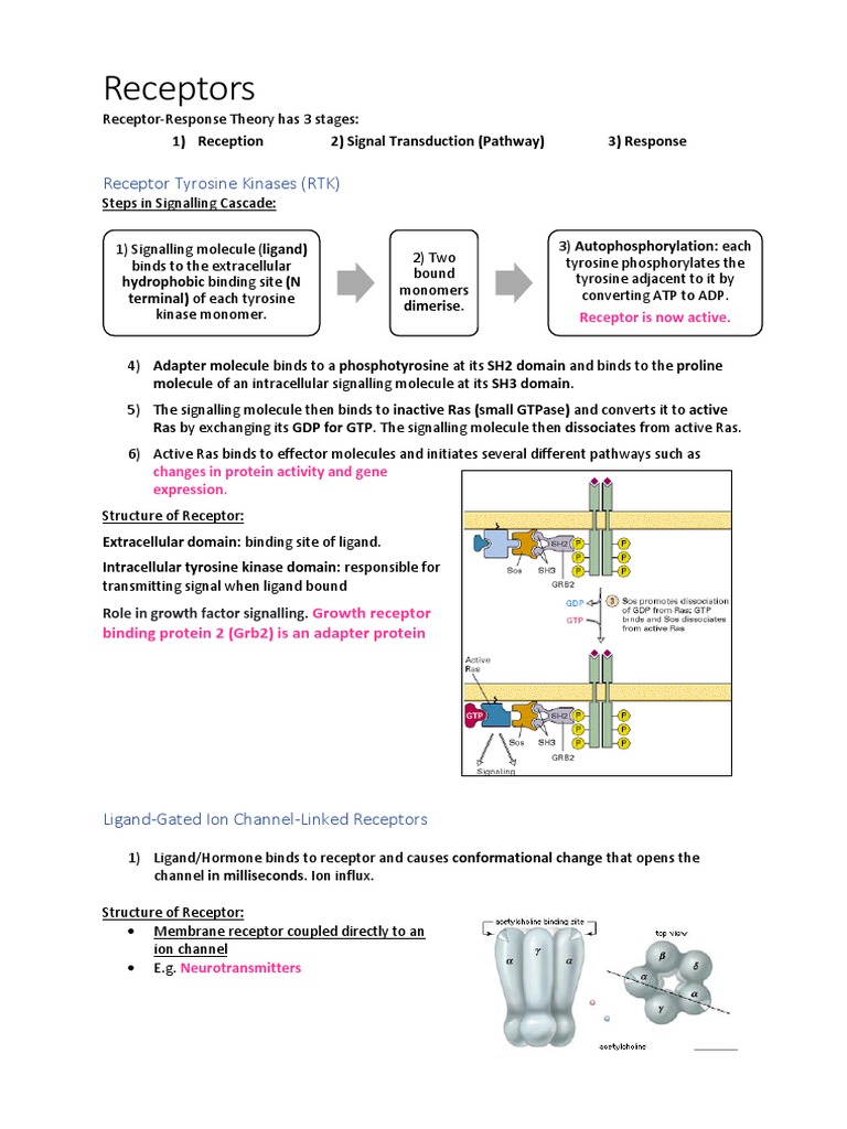 Receptors | PDF | Receptor (Biochemistry) | Signal Transduction