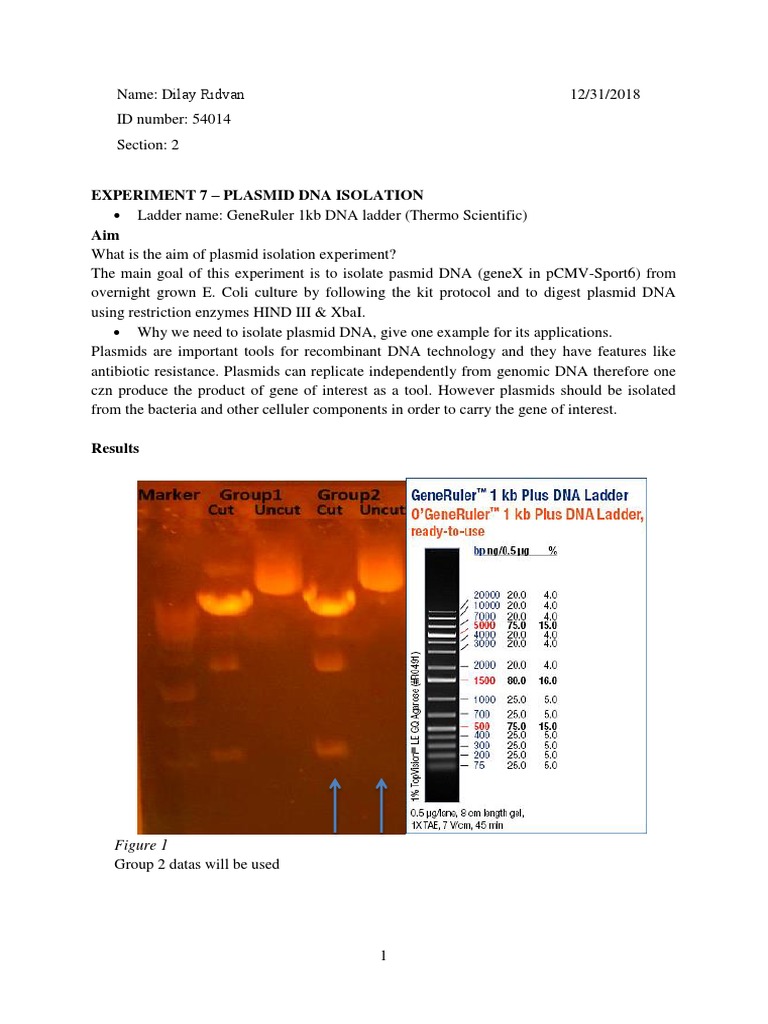 Experiment 7 - Plasmid Dna Isolation | PDF | Plasmid | Gel Electrophoresis
