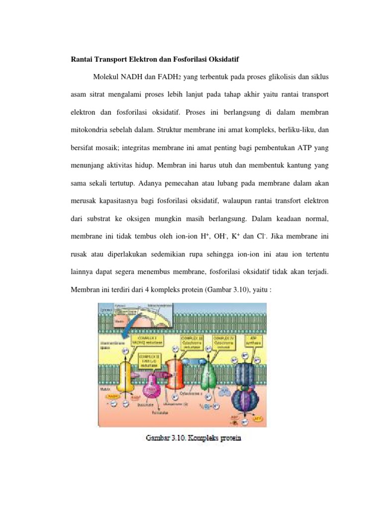 Rantai Transport Elektron Dan Fosforilasi Oksidatif | PDF