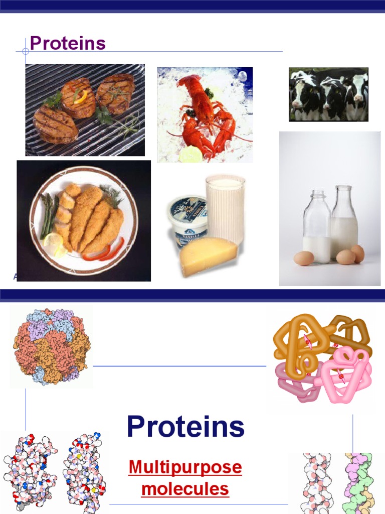 Proteins: AP Biology | PDF | Proteins | Amino Acid