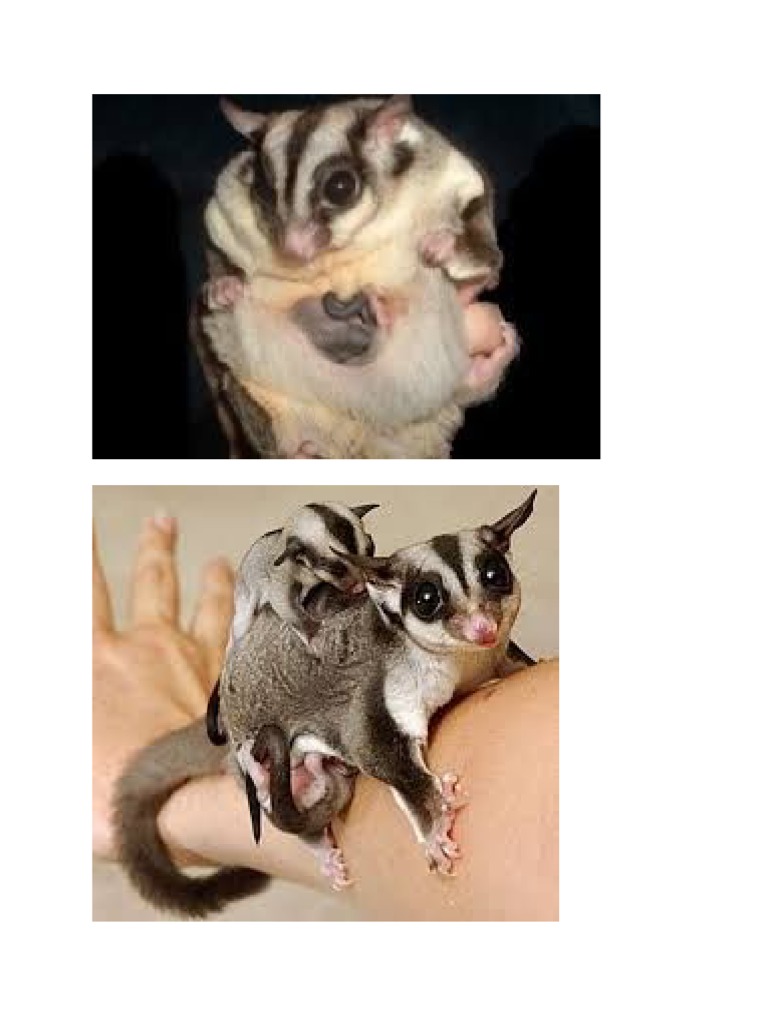 Sugar Glider Life Cycle | PDF