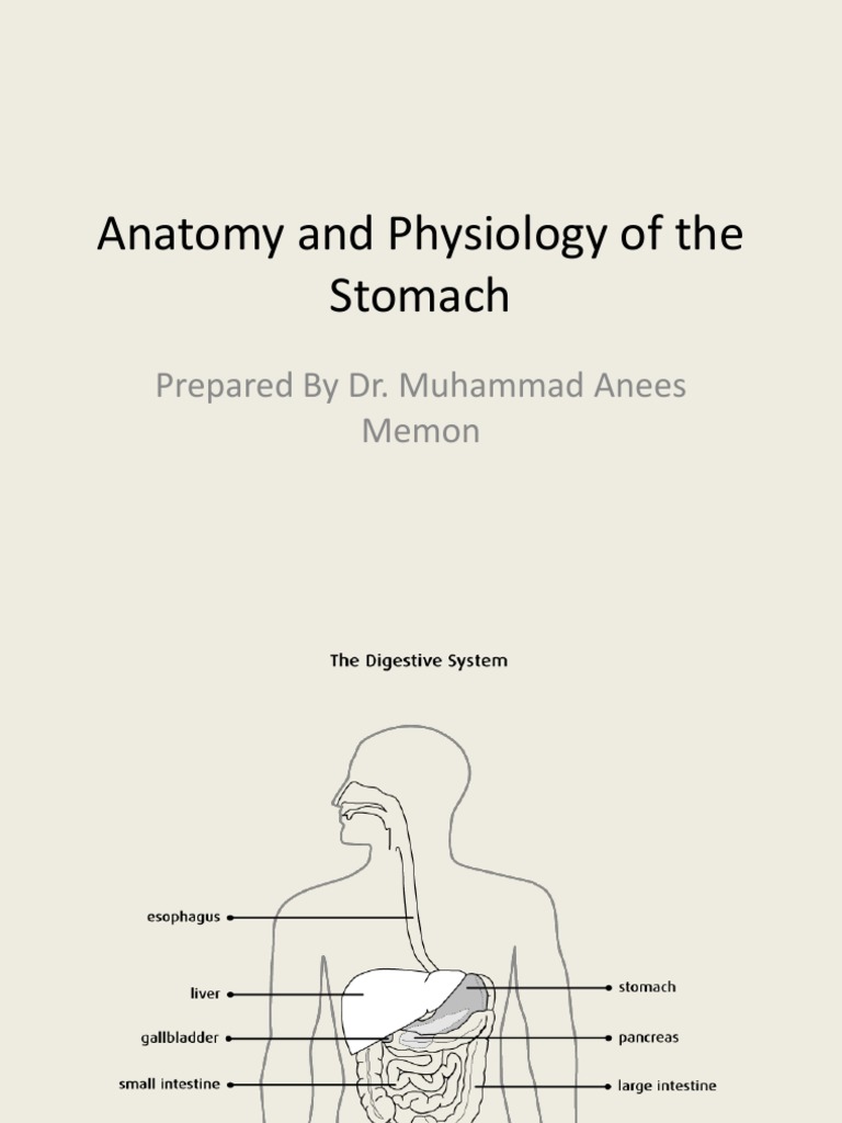 Lecture 5,, 302 Anatomy of Stomach | PDF | Stomach | Gastrointestinal Tract
