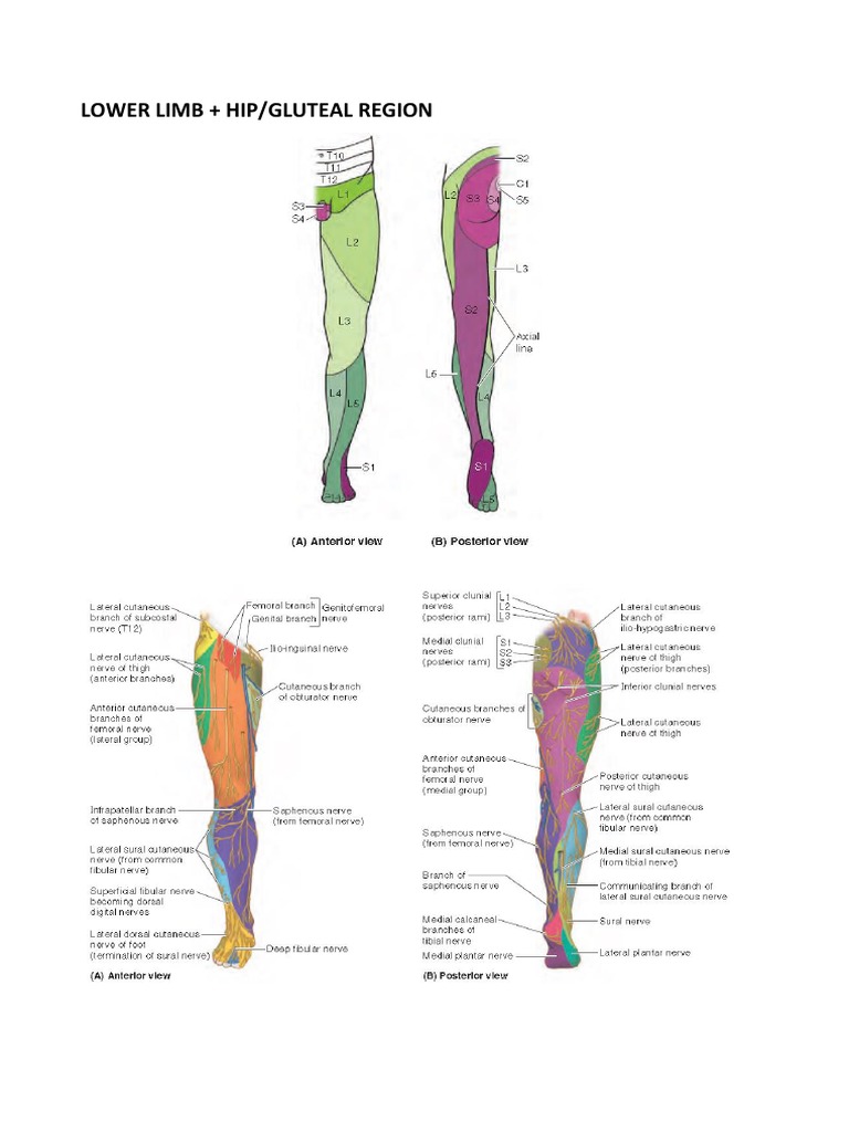 Lower Limb & Hip | PDF | Human Leg | Hip