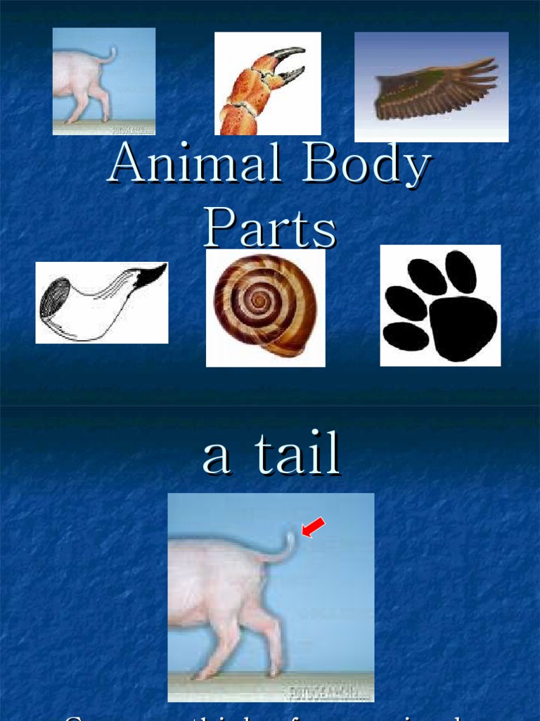 Animal Body Parts | PDF