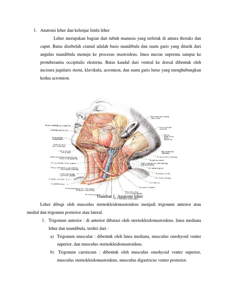 1.anatomi Leher Dan Kelenjar Limfa Leher - Modul 2 | PDF