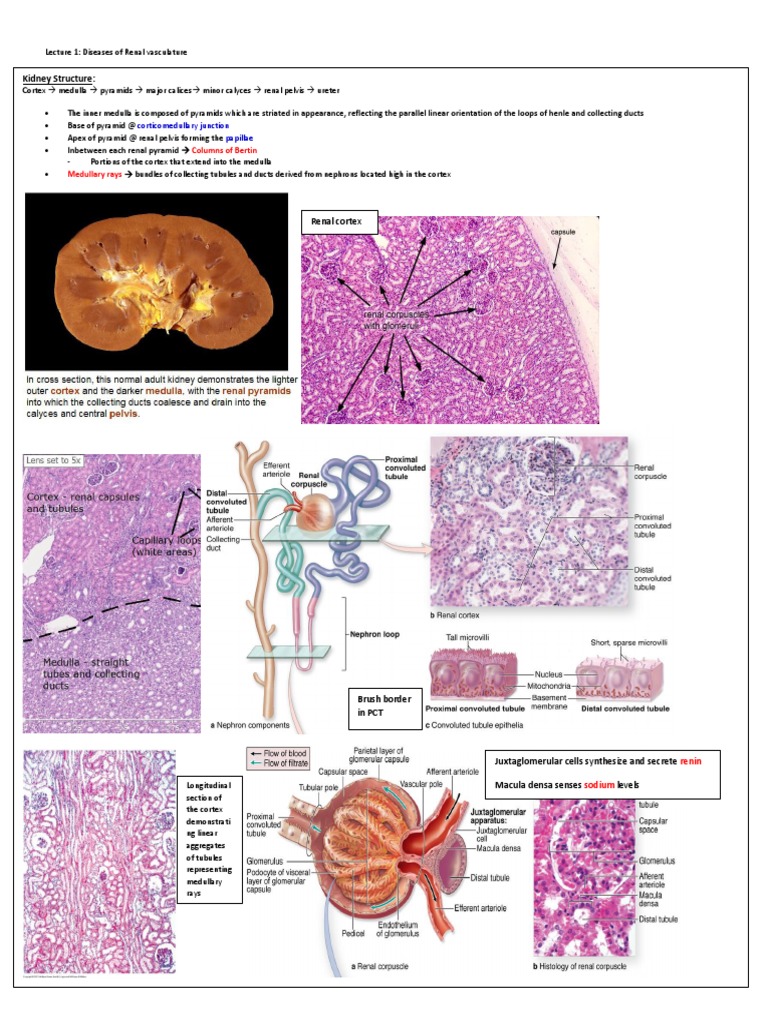 Renal Block 2 | PDF | Kidney | Kidney Disease