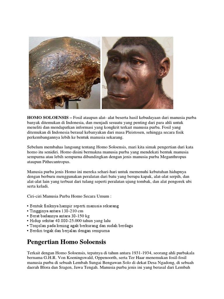 Homo Soloensis | PDF