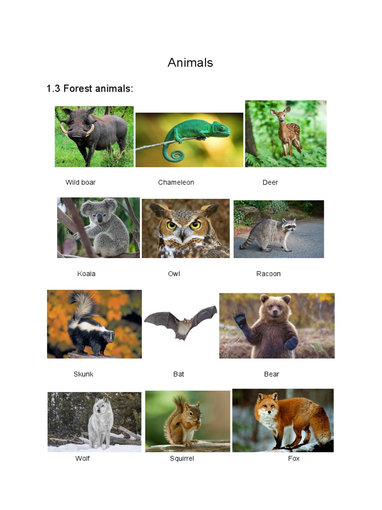 Forest Animals | PDF