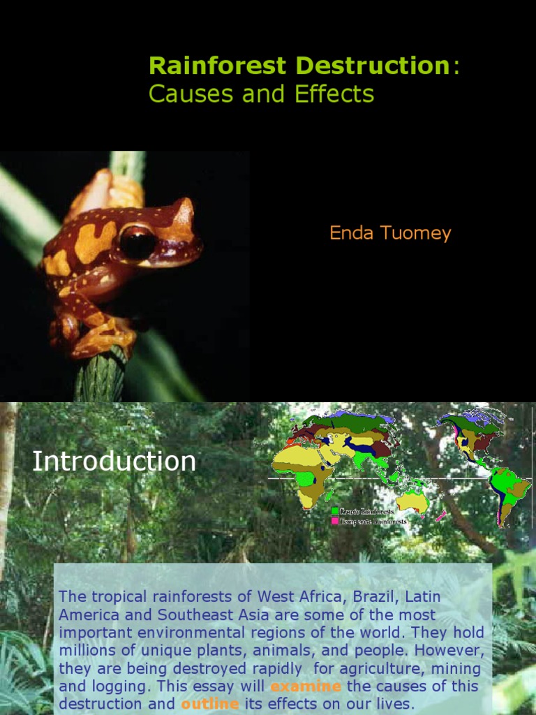 Rain Forest Cause and Effect | PDF | Rainforest | Ecology