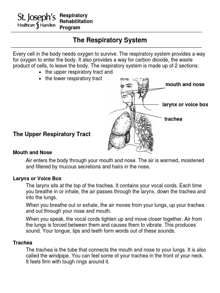 Respiratory System PDF | PDF | Respiratory System | Respiratory Tract