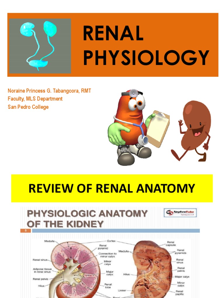 2 Renal Physiology | PDF | Renal Function | Creatinine