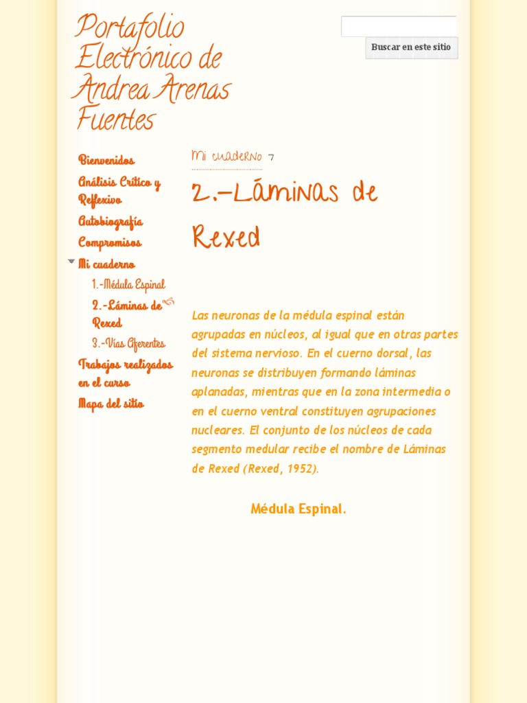 2.-Láminas de Rexed | PDF | Médula espinal | Neurociencia
