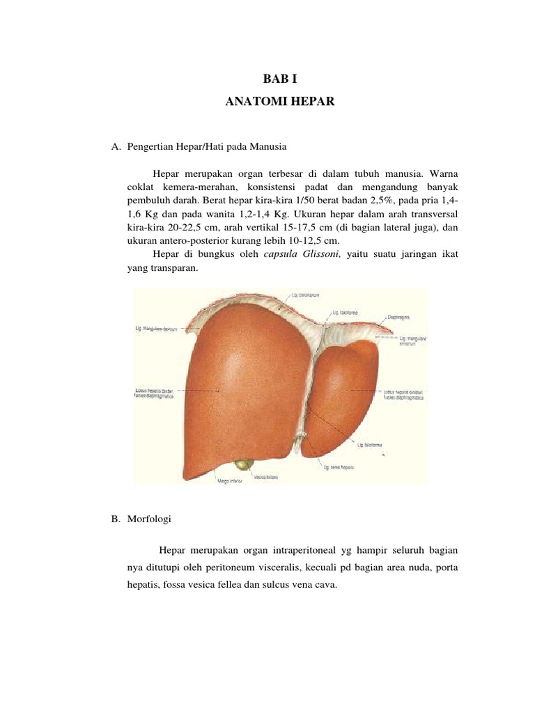 Anatomi Hepar | PDF