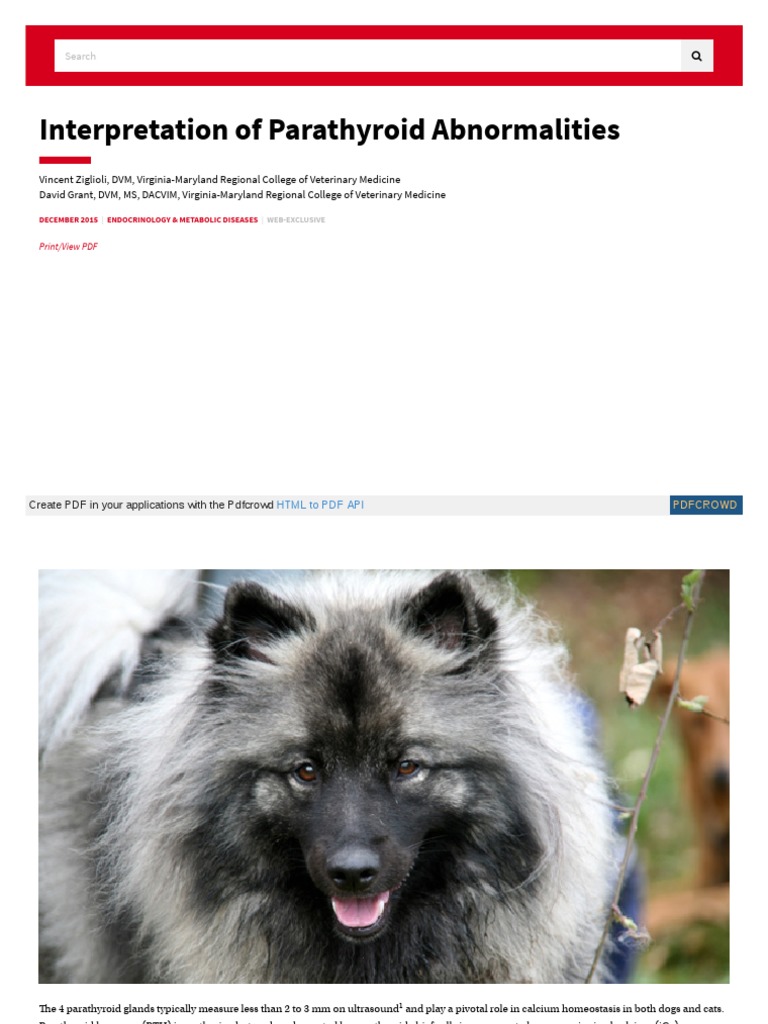 Interpretation of Parathyroid Abnormalities | PDF | Parathyroid Gland ...