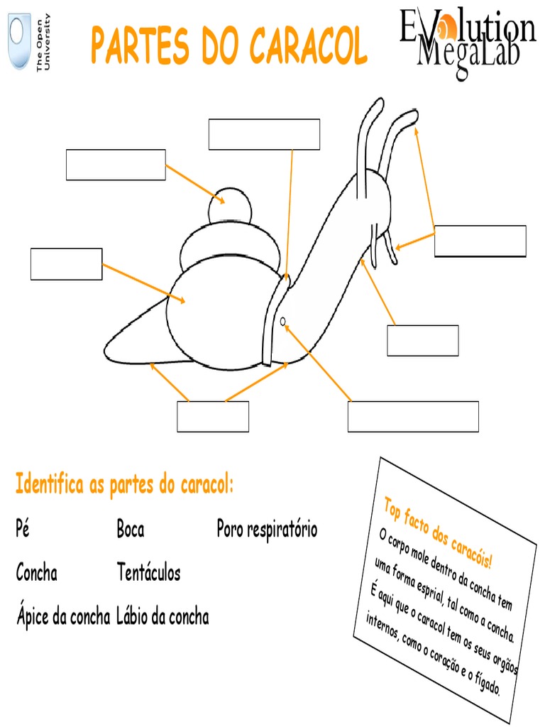Nome Das Partes Do Caracol | Organismos | Natureza