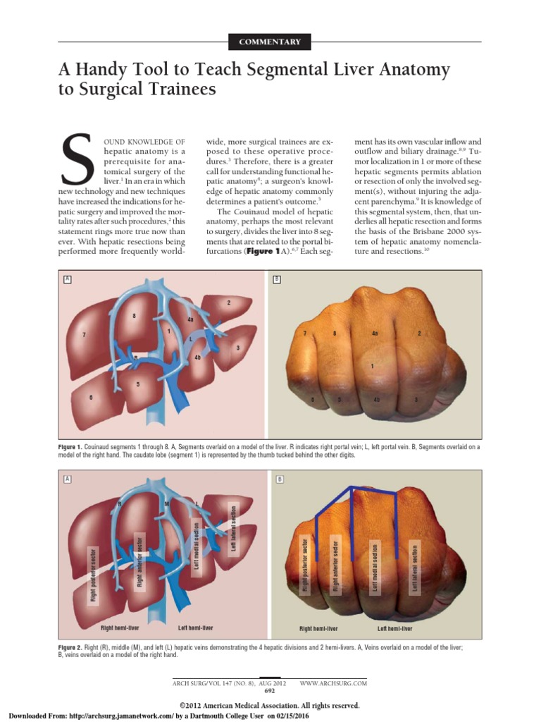 Hand Model For Liver Lobes | PDF | Liver | Surgery