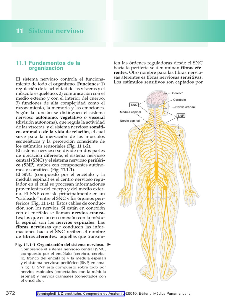 Benninghoff & Drenckhahn. Compendio de Anatomía 2010 | PDF | Sistema ...