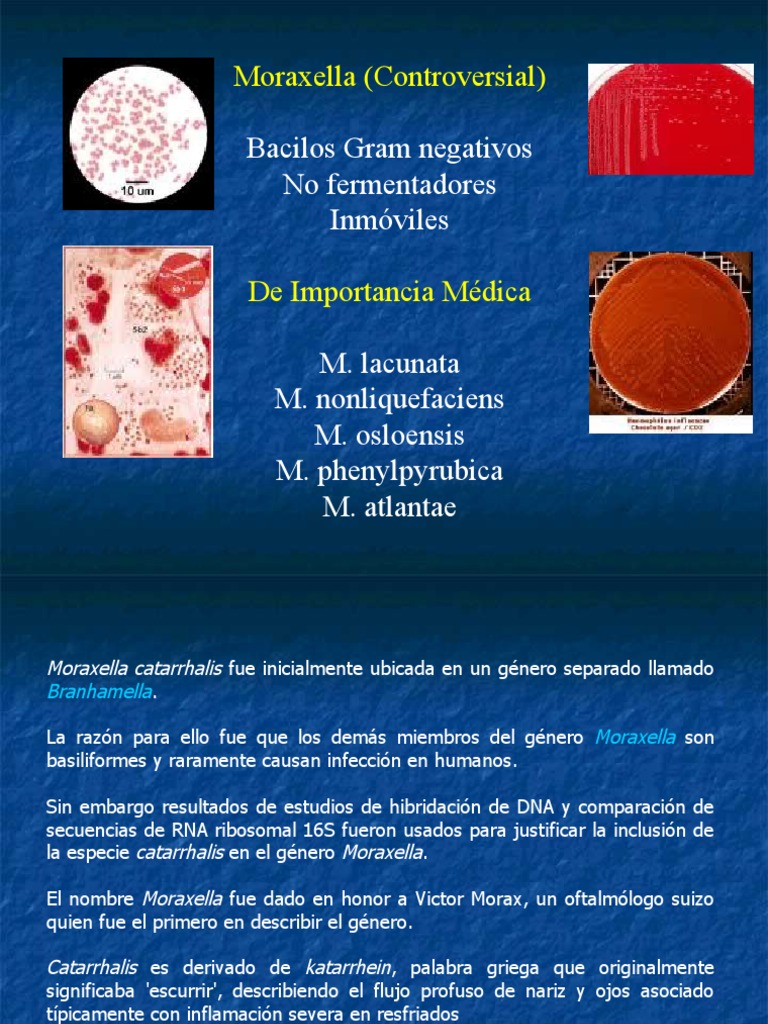 Moraxella catarrhalis: Características y Epidemiología | PDF | Medicina ...
