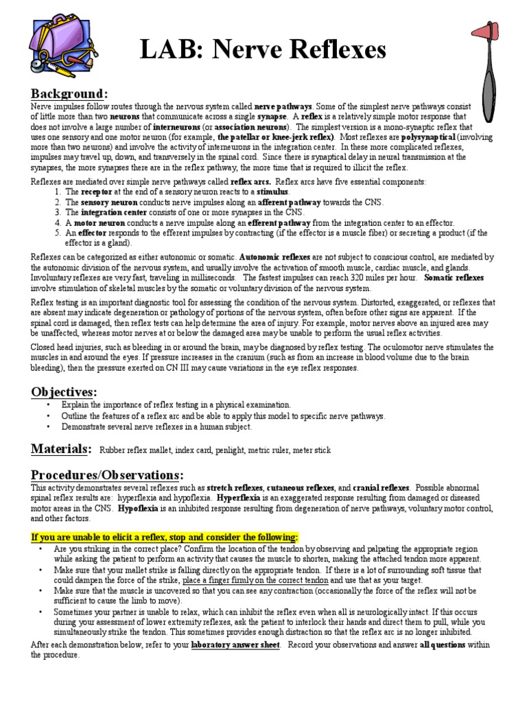 Lab - Nerve Reflexes | Nervous System | Nerve