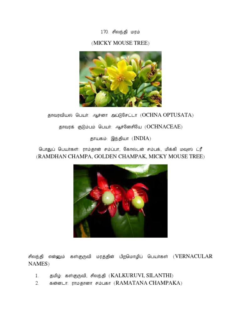 Silanthi Tree: Varieties and Uses | PDF