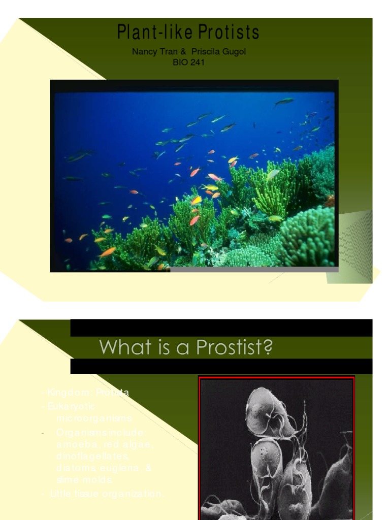 Plant-Like Protists: Nancy Tran & Priscila Gugol BIO 241 | PDF