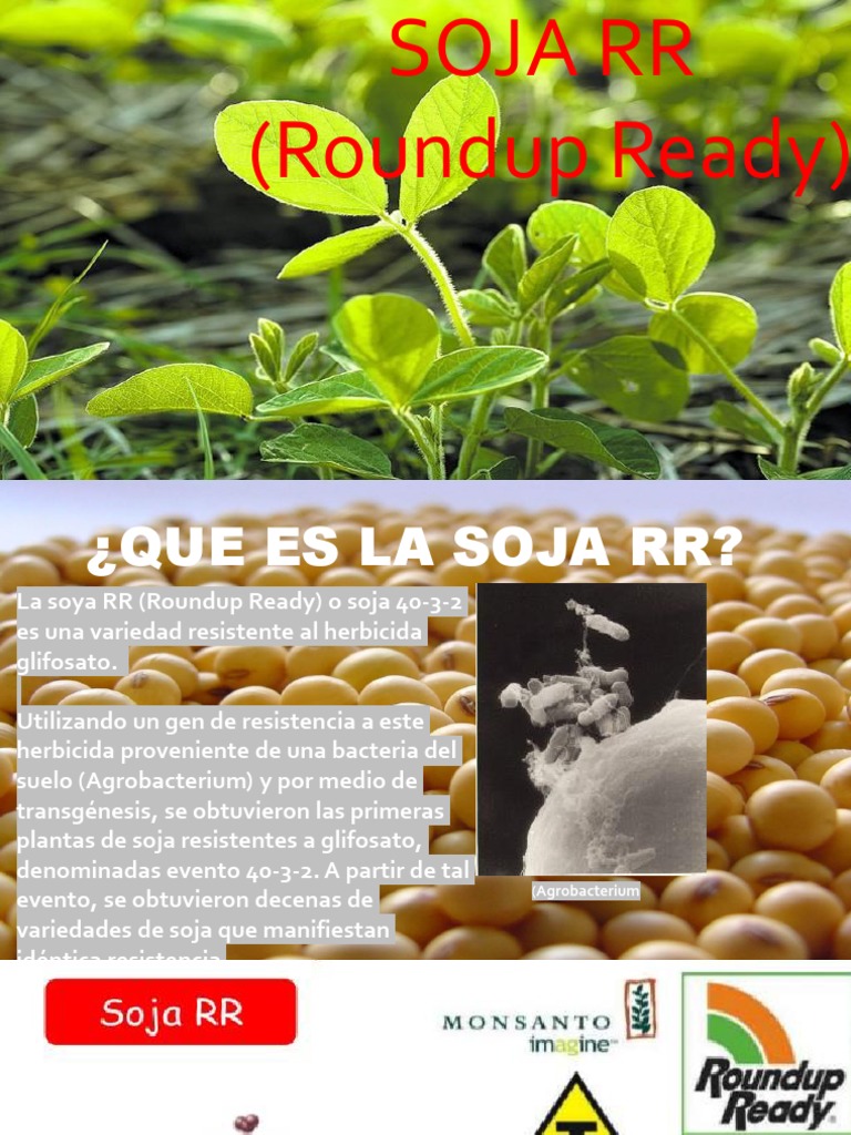Soja RR | PDF