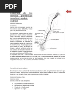 Mano de Predicador | PDF | Mano | Anatomía humana