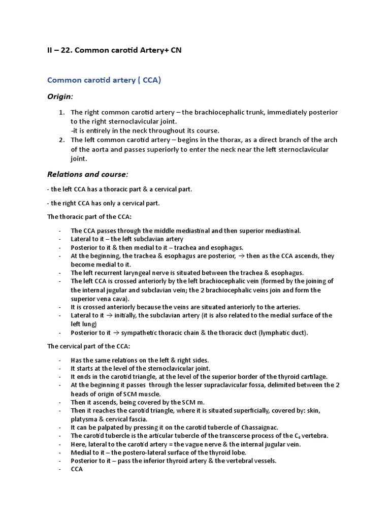 Anatomy of Common Carotid Artery | PDF | Common Carotid Artery | Human ...