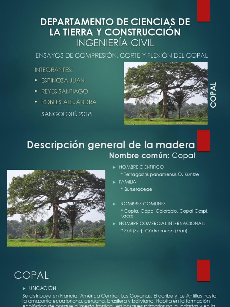 Árbol de Copal | PDF | Arboles | Ingeniería de productos químicos