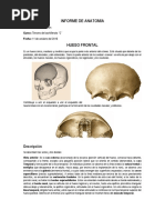 Región Geniana o Región de La Mejilla | PDF | Anatomía | Anatomía humana