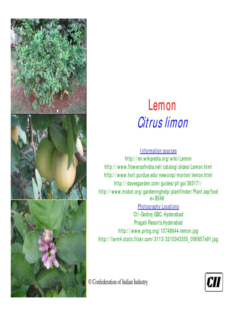 Citrus Limon PDF | PDF | Lemon | Citrus