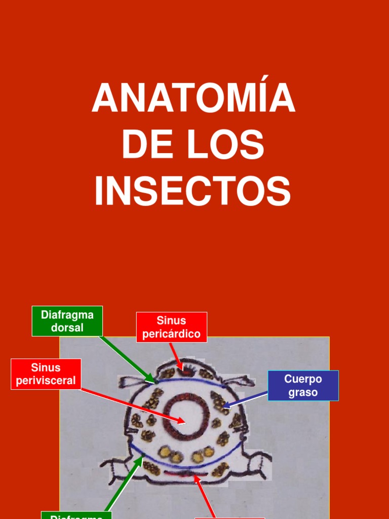 Anatomía Insectil | PDF | Acetilcolina | Ojo
