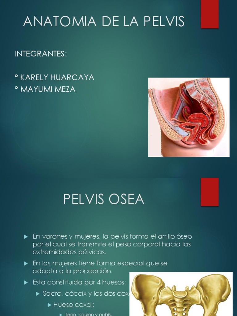 Anatomía y Dimensiones de la Pelvis | PDF | Pelvis | Sistema esquelético