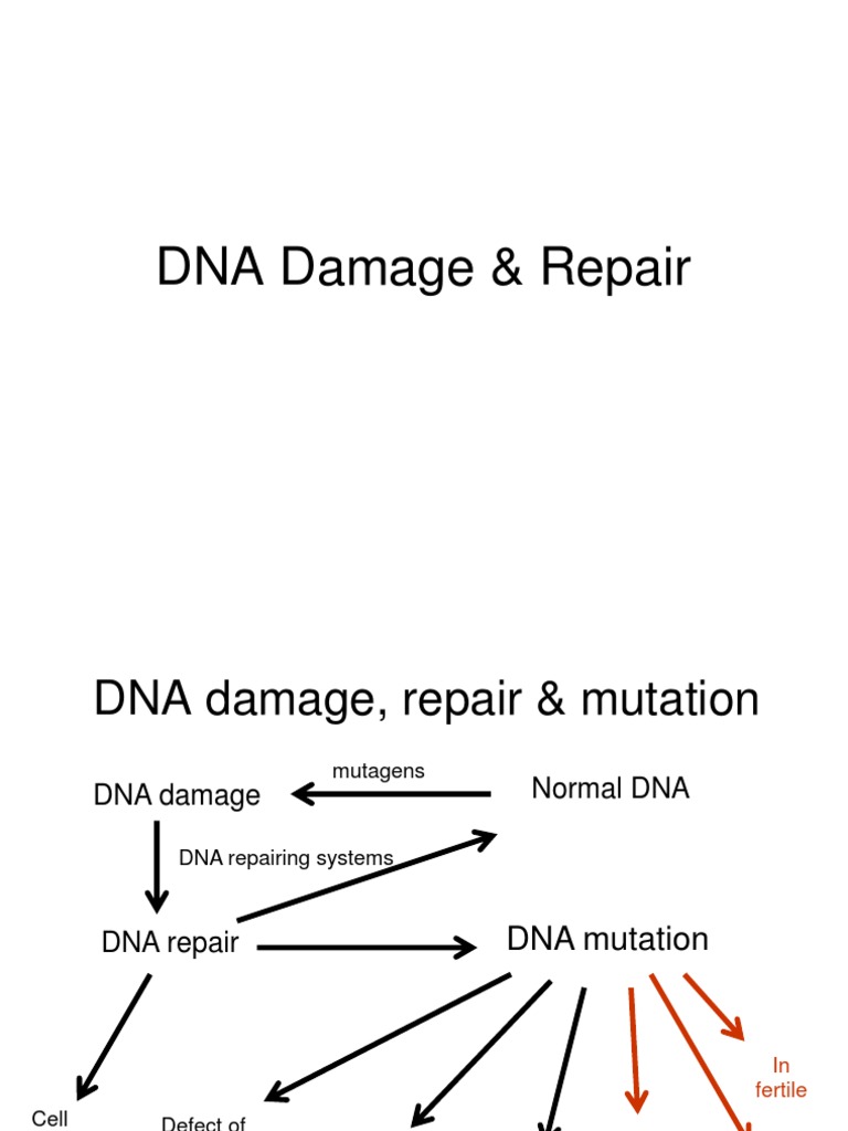 DNA Damage & Repair | PDF | Dna Repair | Dna