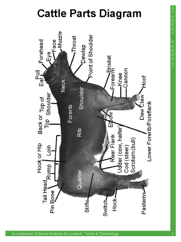Cattle External Anatomy Diagrams | PDF | Land Management | Food Industry