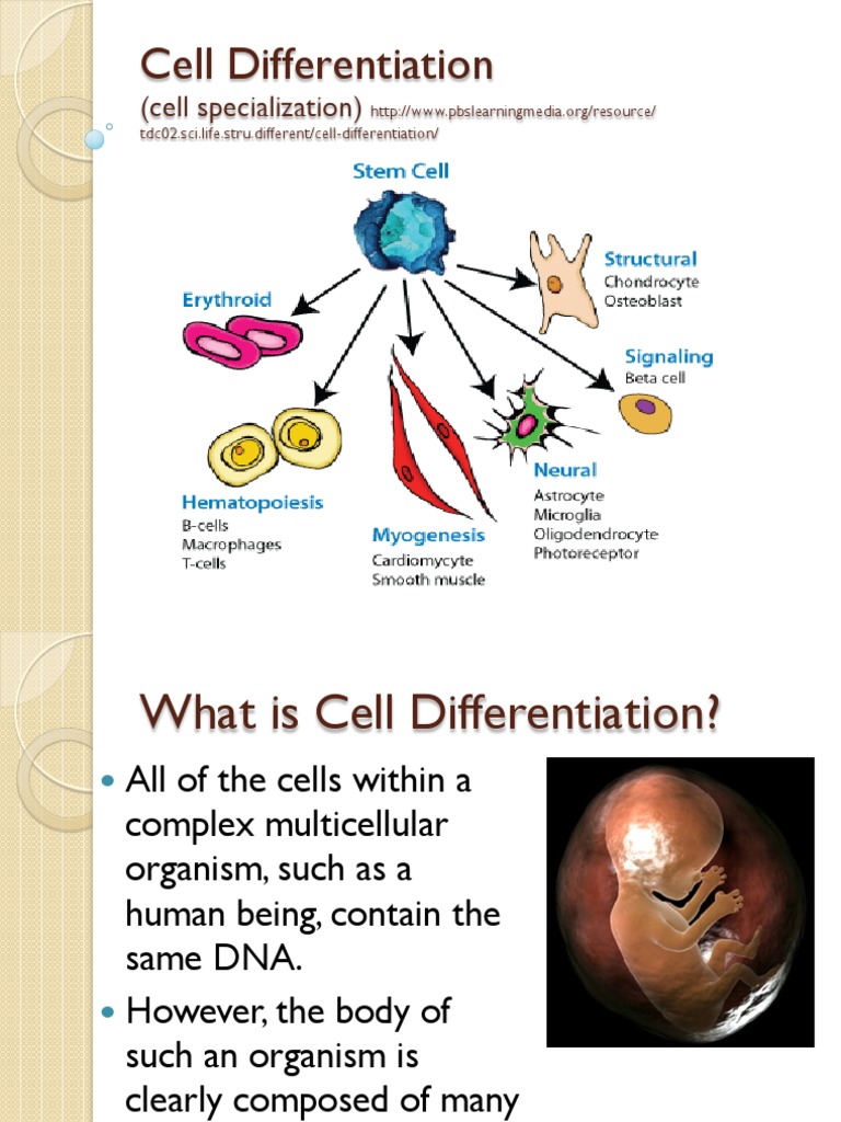2014 Cell Differentiation Notes | PDF | Cellular Differentiation | Cell ...