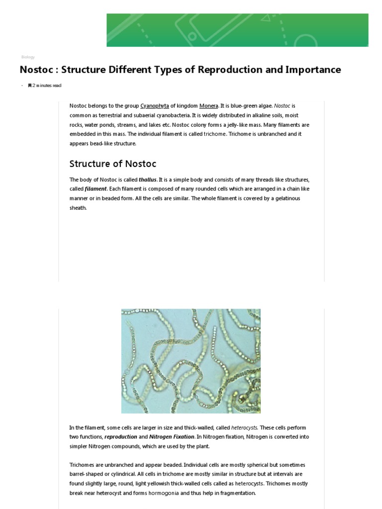 Nostoc - Structure Different Types of Reproduction and Importance | PDF ...