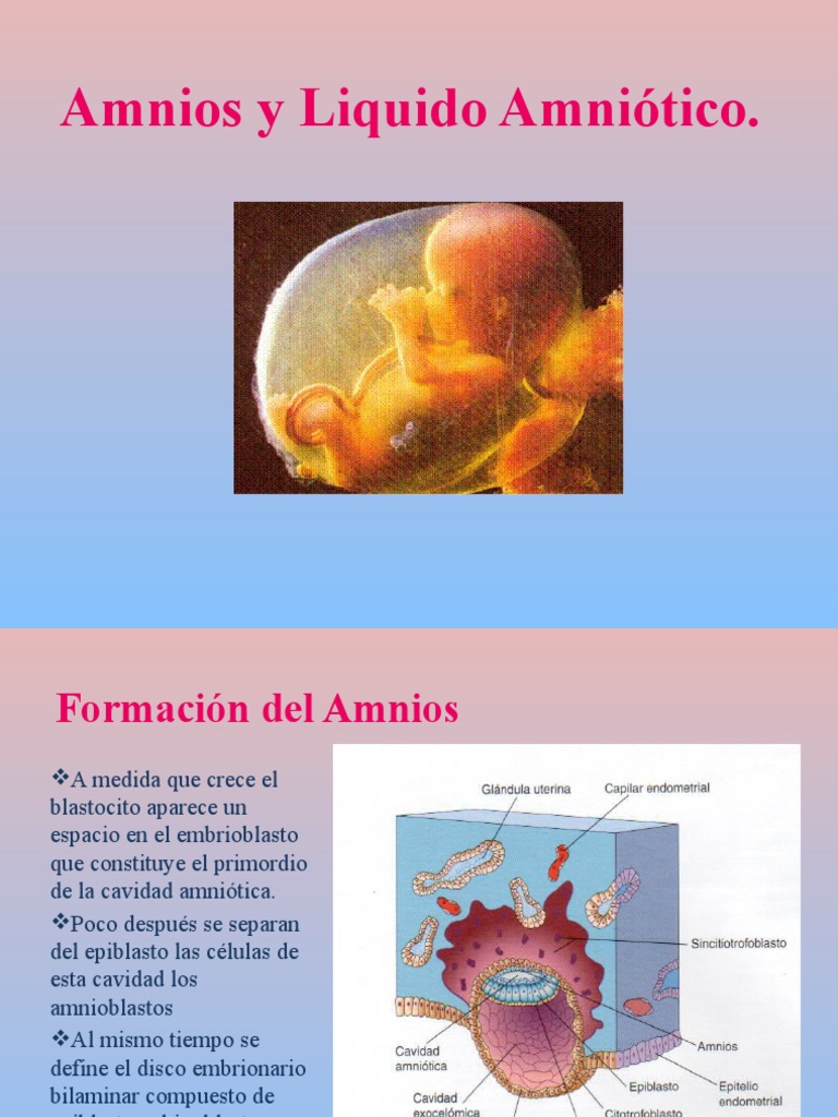 Amnios y Liquido Amniótico | PDF | Feto | Biología