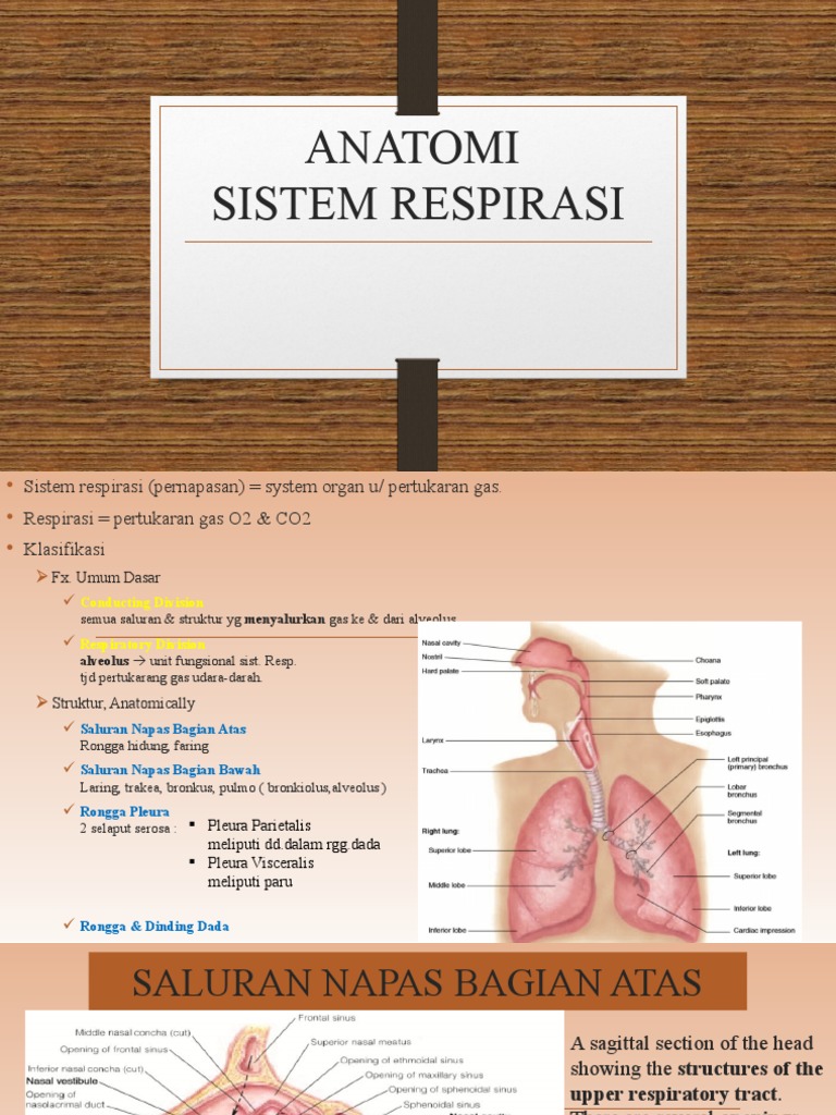 Anatomi Sistem Respirasi | PDF