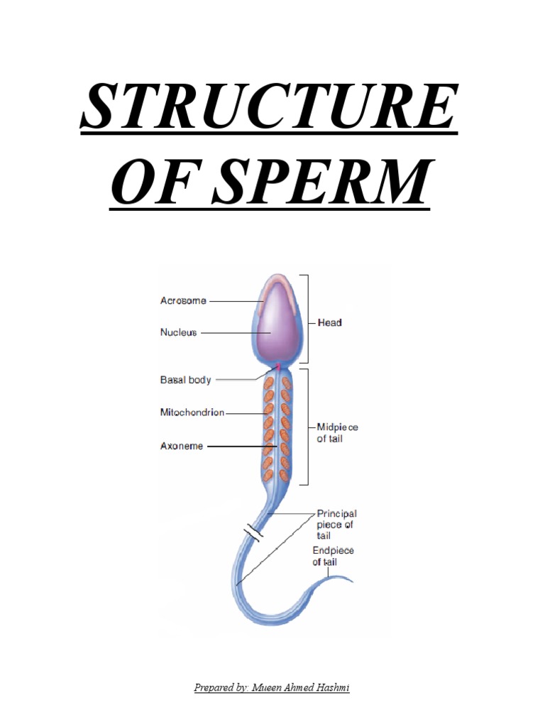 Structure and Function of Sperm Cell | PDF | Luteinizing Hormone | Meiosis