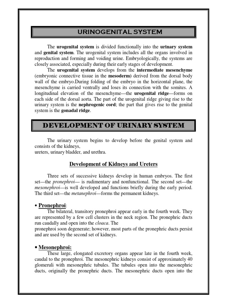 Urinogenital System (DRAFT) | PDF | Kidney | Testicle