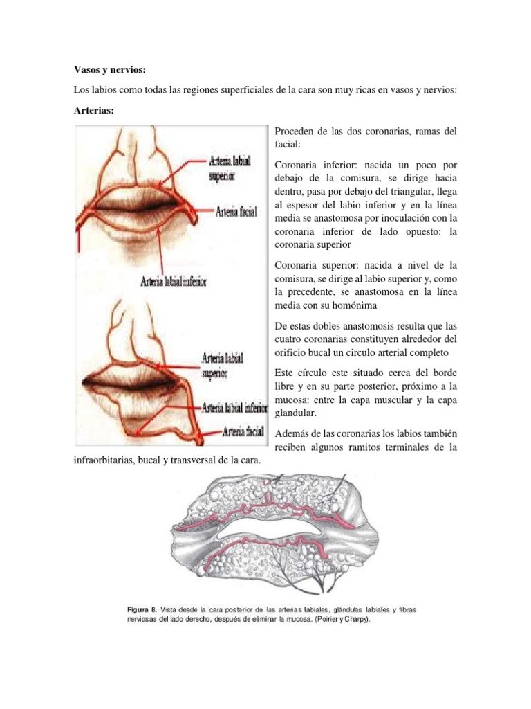 Anatomia Region Labial | Angiología | Anatomía de los primates