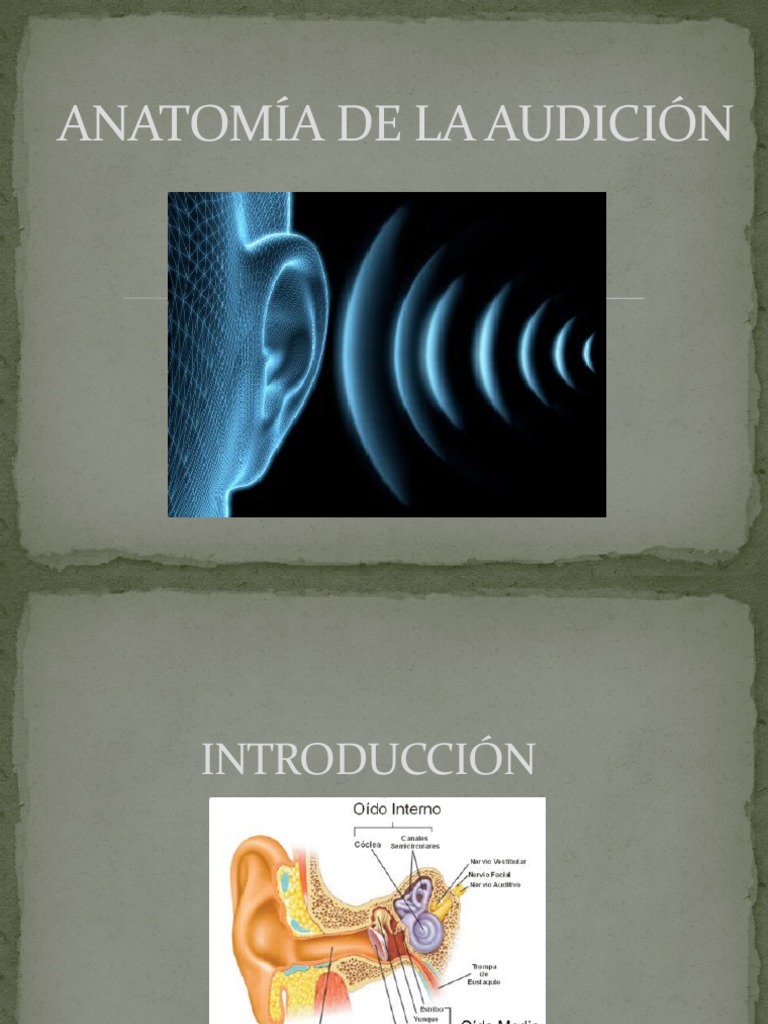 Anatomia de La Audición | PDF | Oído | Rasgos faciales