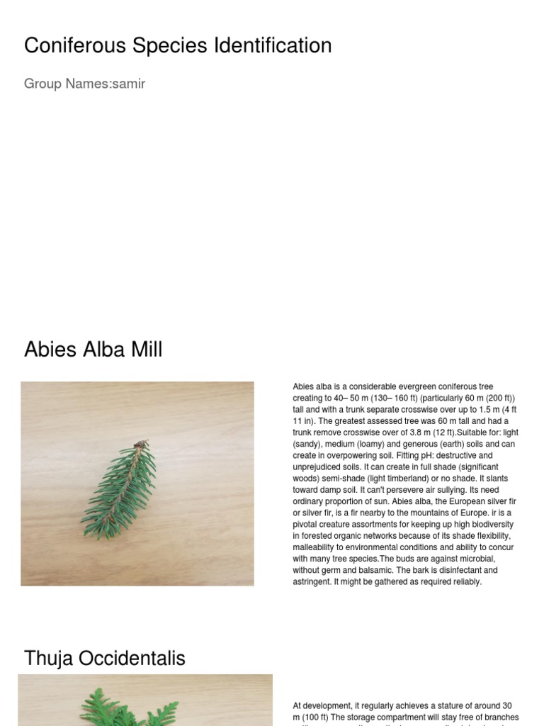 Conifer Identification Guide | PDF | Fir | Trees