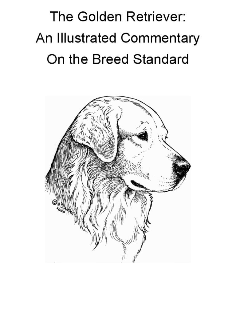 The Golden Retriever | PDF | Golden Retriever | Horse Gait