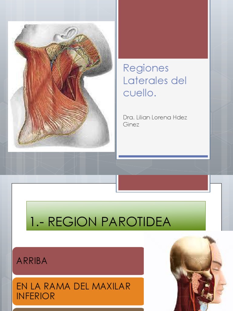 Regiones Laterales Del Cuello